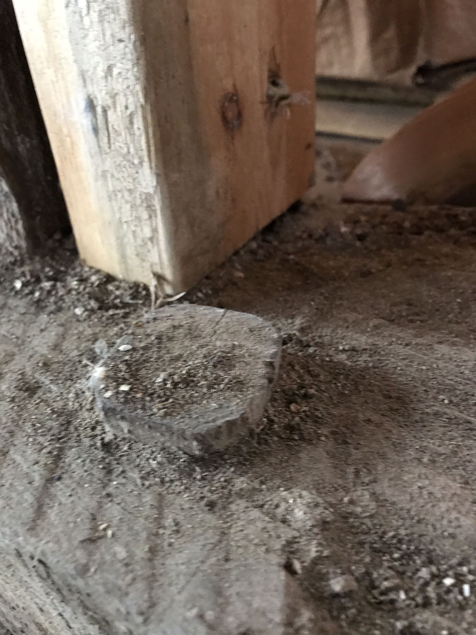 Built To Last: Original Sill Logs and Floor Joists - JanaBurch.com